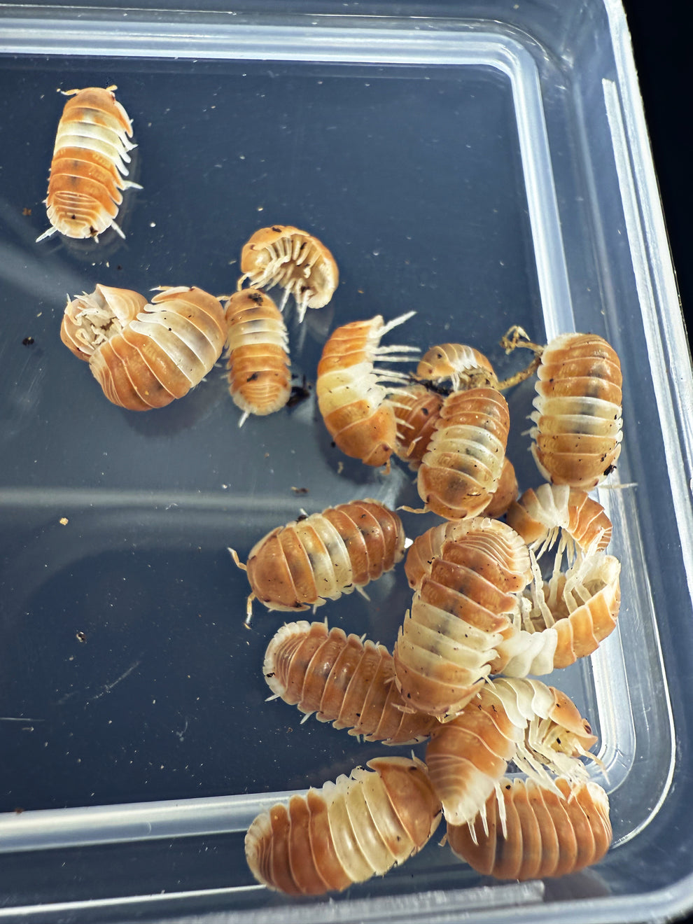 Cubaris sp. 'Red Panda King' Isopods 10 count – Totally Twisted Terrariums